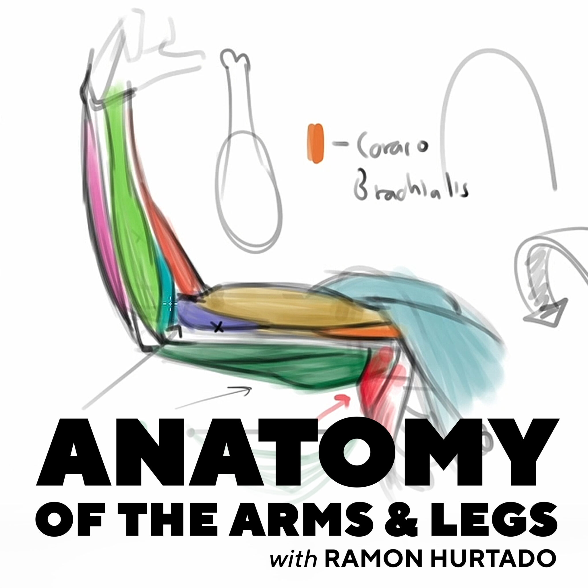 Ramon Hurtado: Anatomy of the Arms and Legs Videos – Underpaint Academy